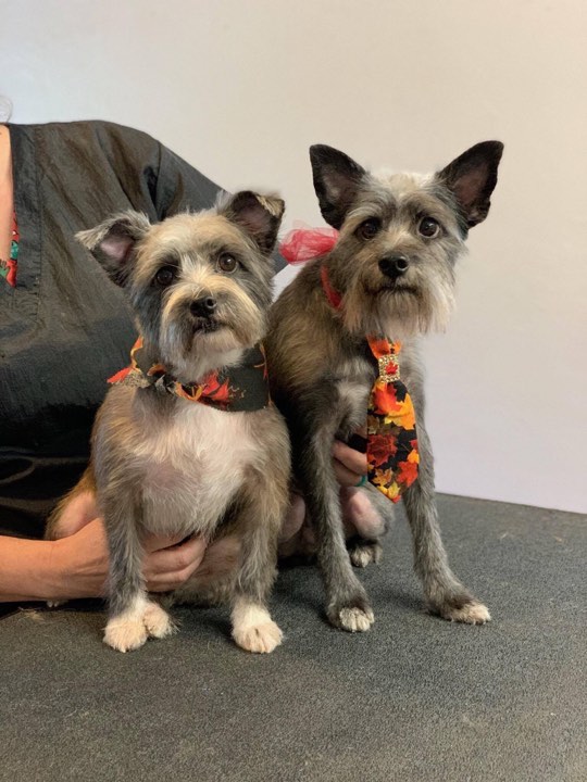 Dogs Available | Crossed Paws Pet Rescue