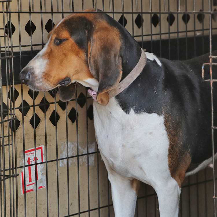 Dogs Available | Crossed Paws Pet Rescue