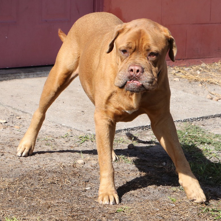 Dogs Available | Crossed Paws Pet Rescue