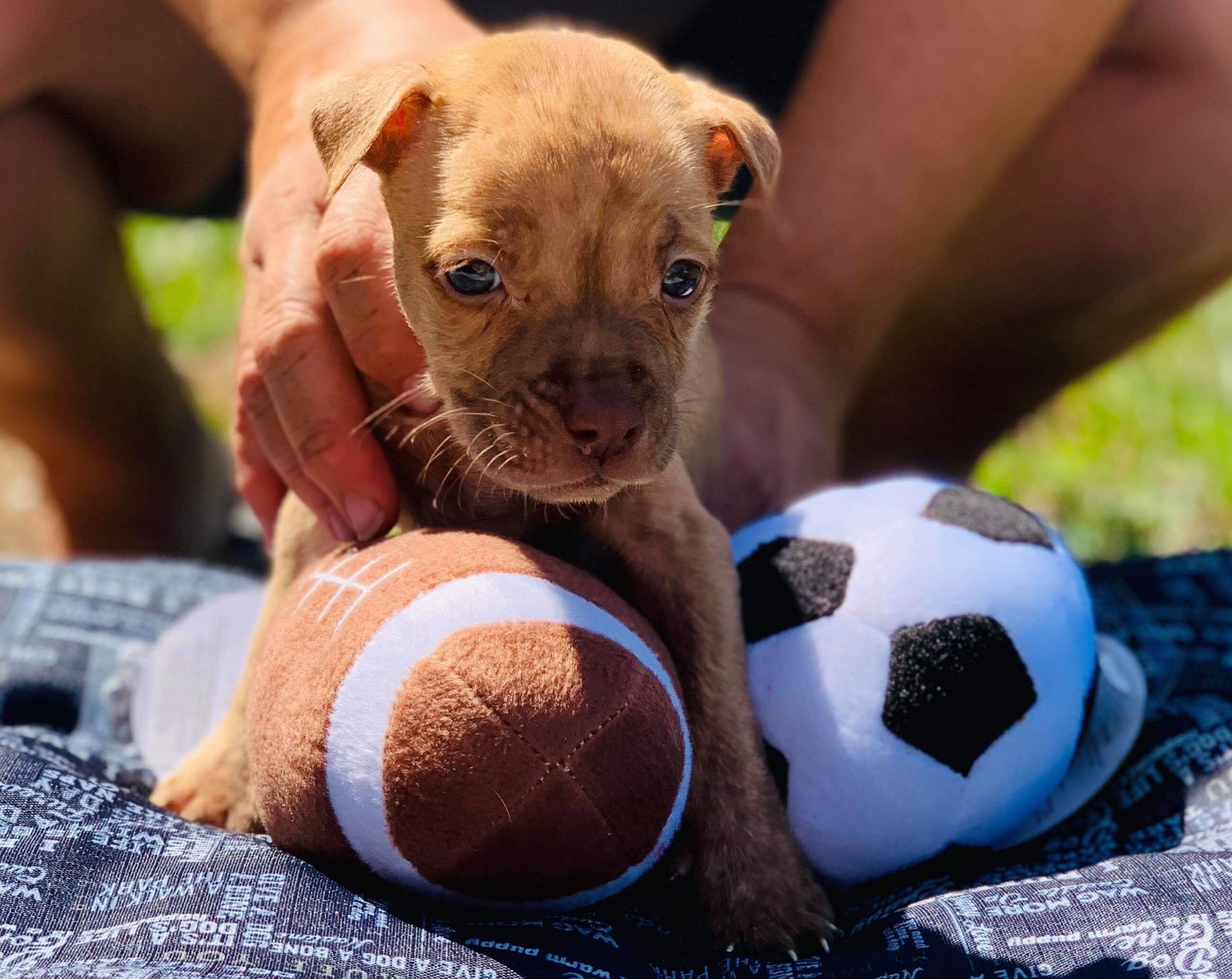 Dogs Available | Crossed Paws Pet Rescue