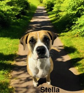 Stella – Crossed Paws Pet Rescue