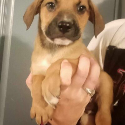 Dogs Available – Crossed Paws Pet Rescue