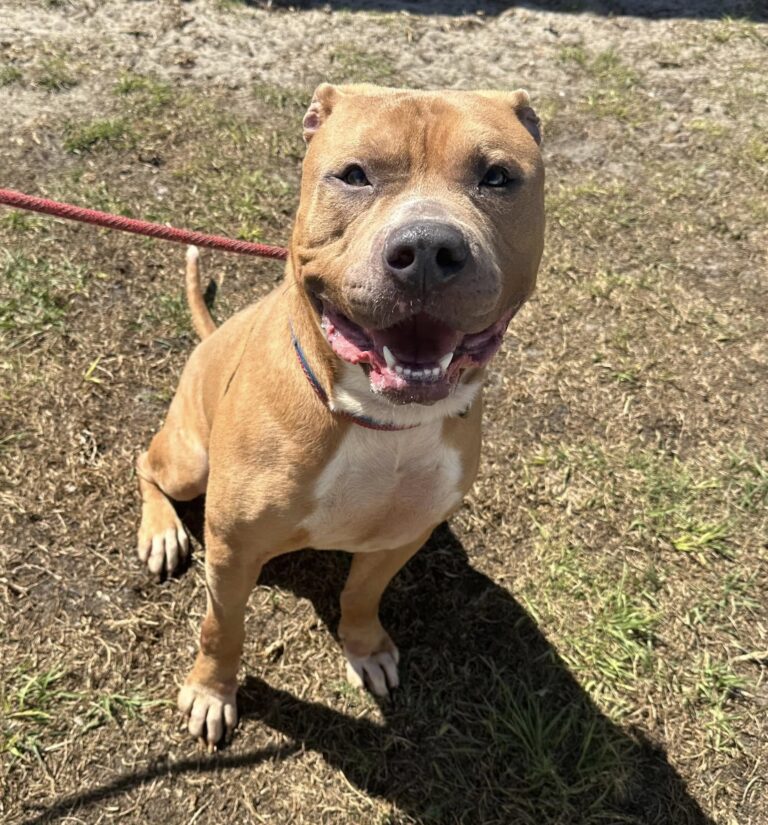 Cooper – Crossed Paws Pet Rescue