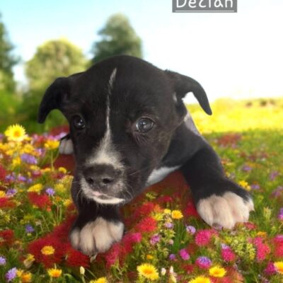 Dogs Available – Crossed Paws Pet Rescue